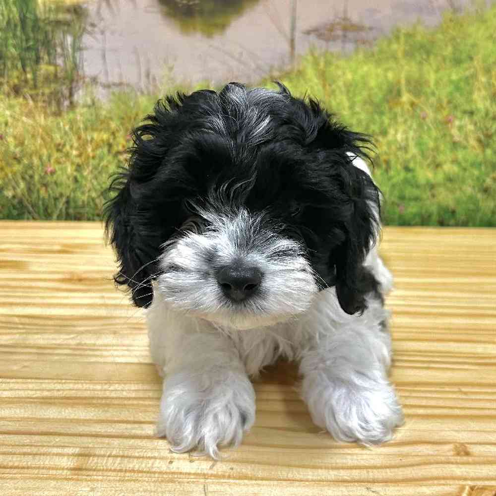 Available puppies