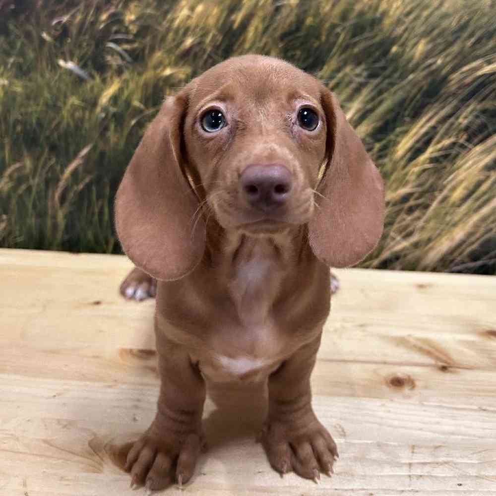 Available puppies