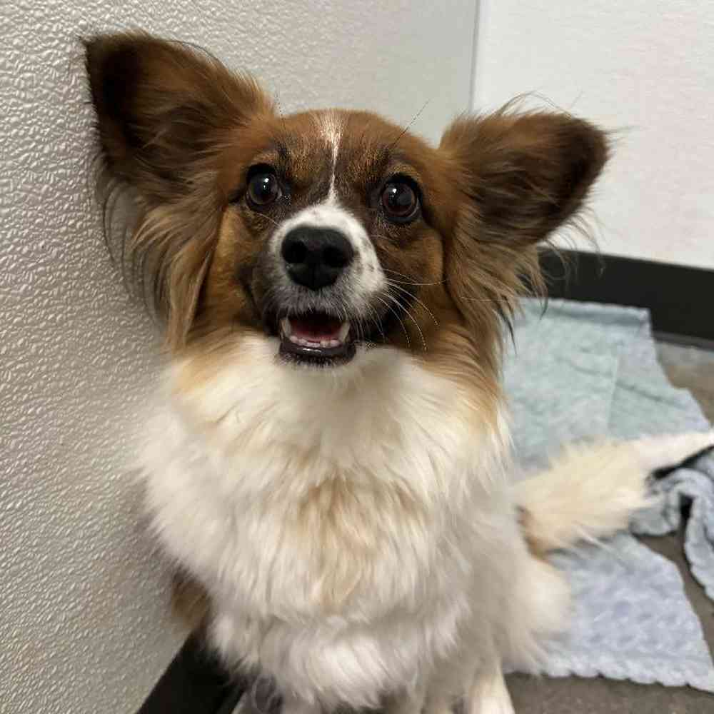 About Papillon (Adoption) Breed