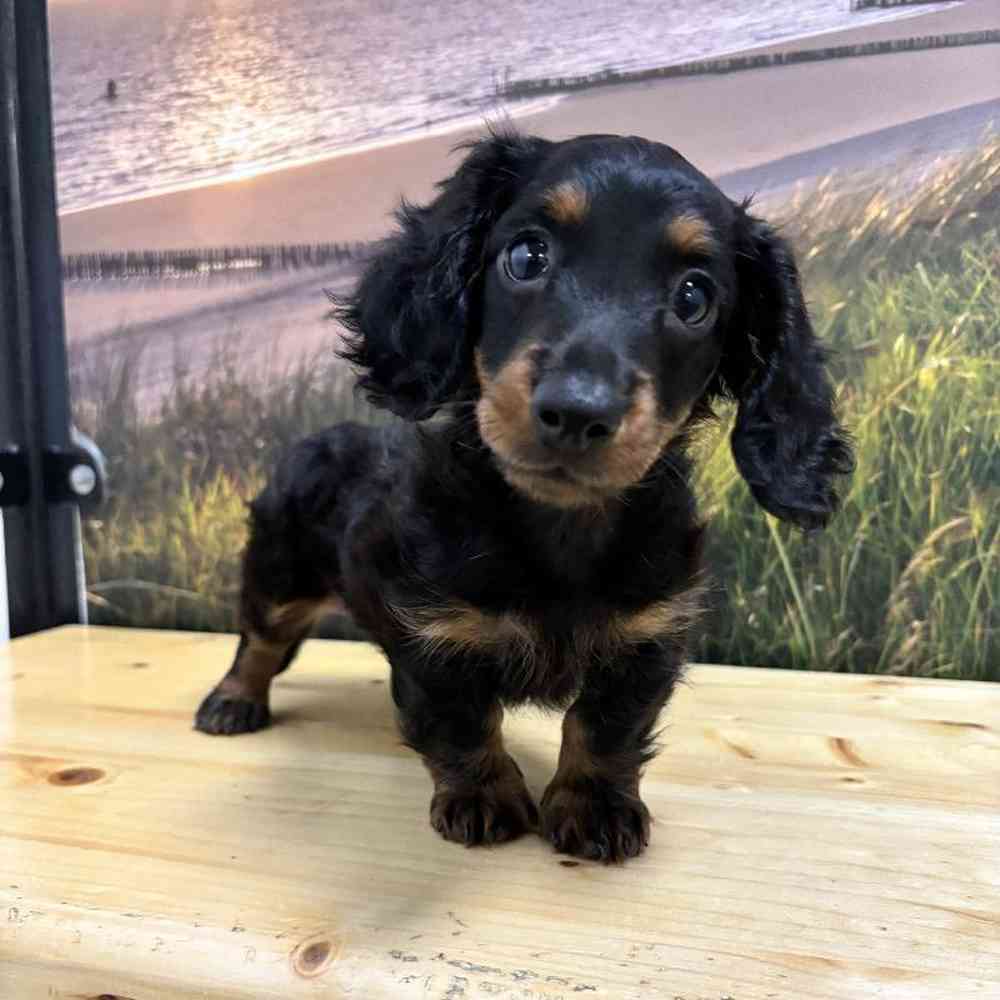 Available puppies