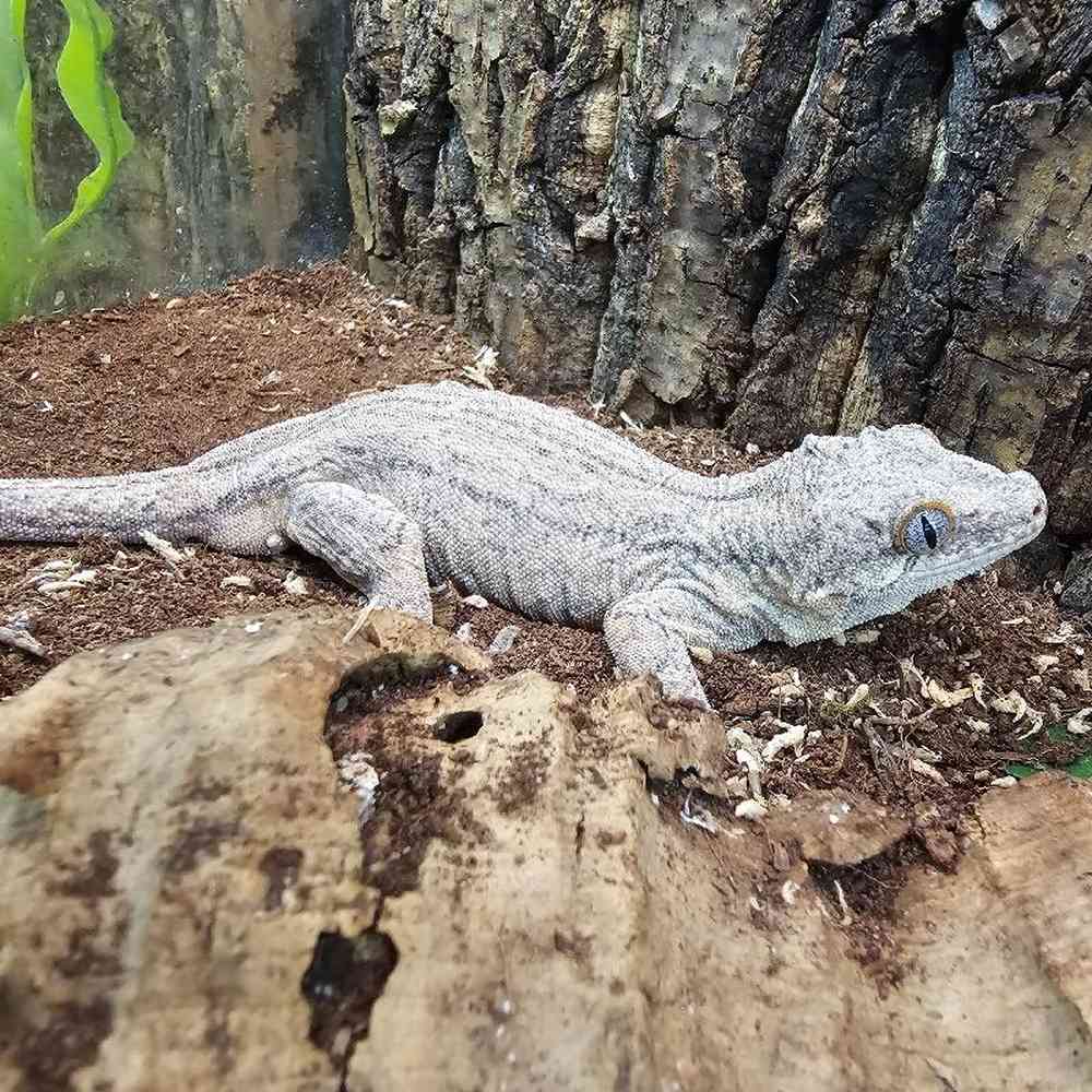 About Gargoyle Gecko Breed