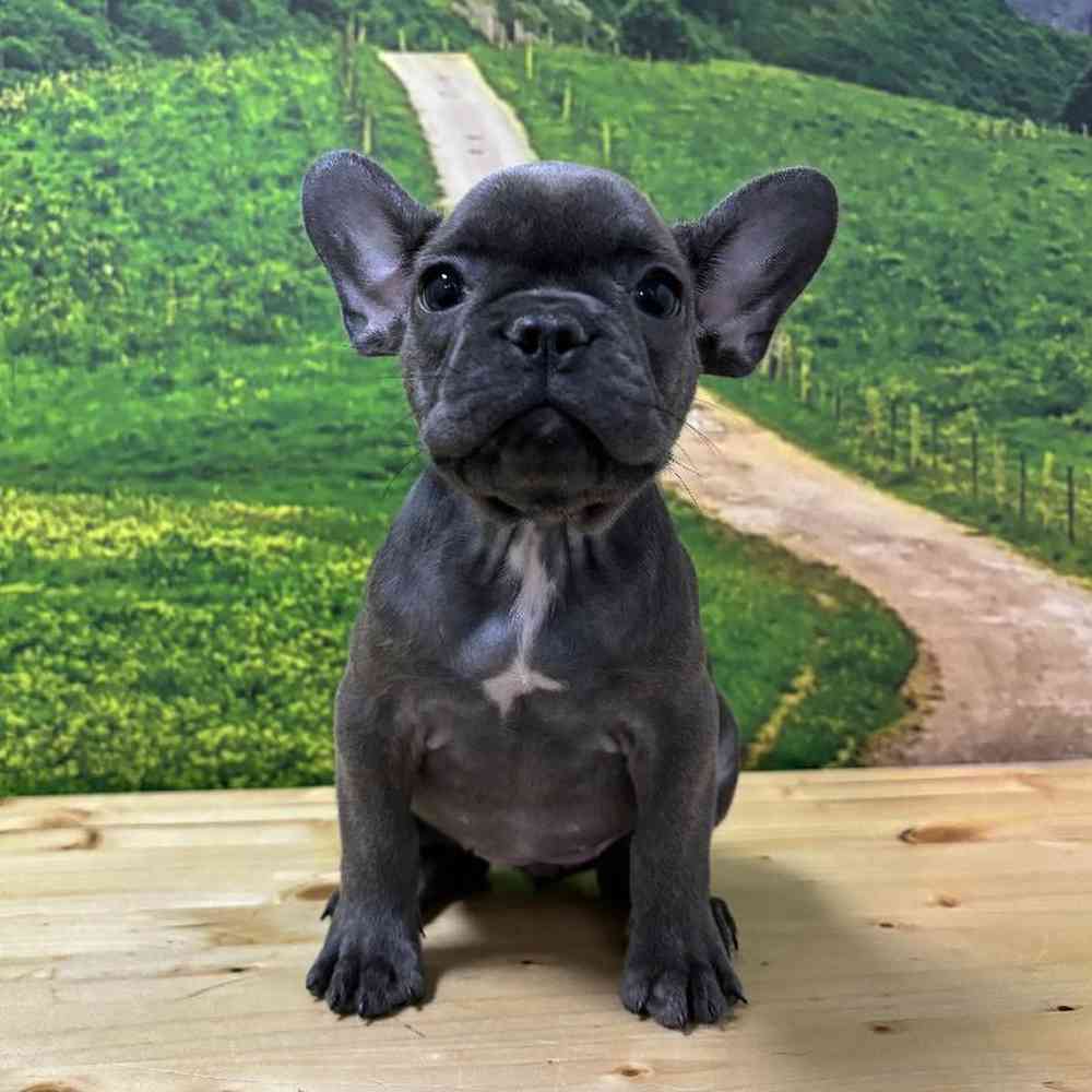 Available puppies