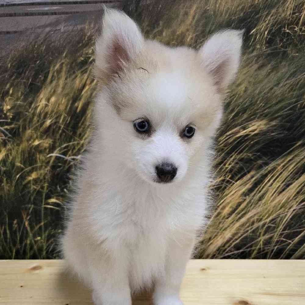 Pomsky For Sale | Summit Zoo