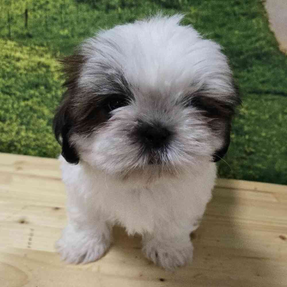 Shih Tzu For Sale | Summit Zoo