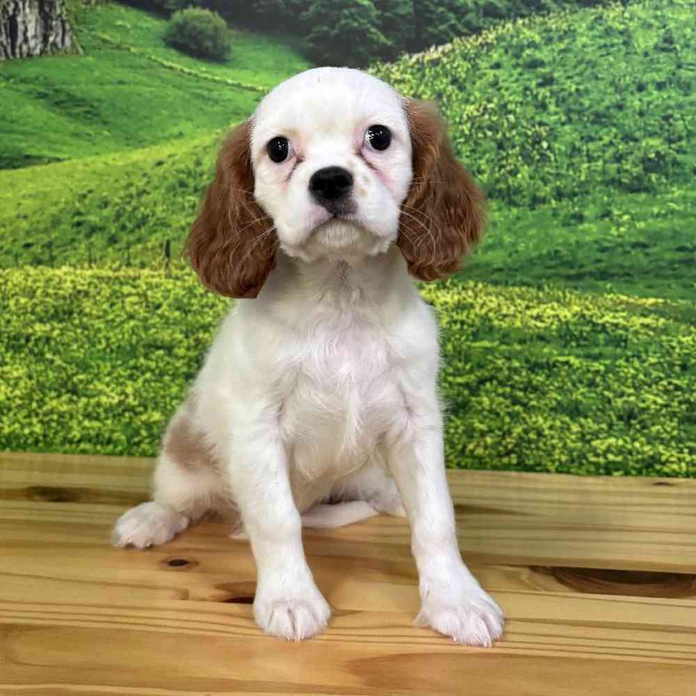 Available puppies