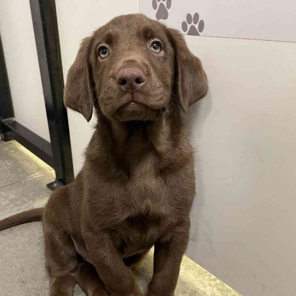 Labrador Retriever For Sale | Summit Zoo