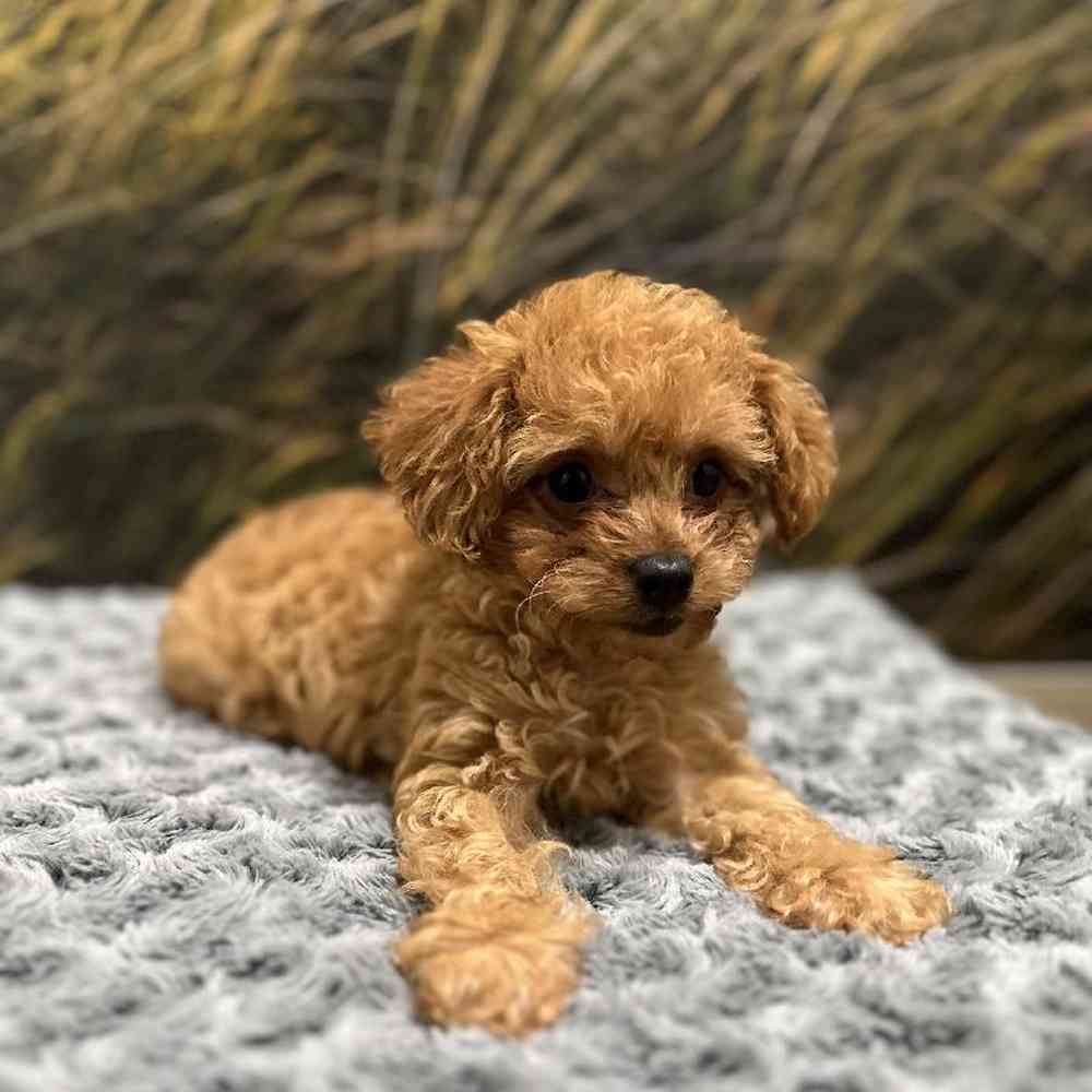 Poodle For Sale | Summit Zoo