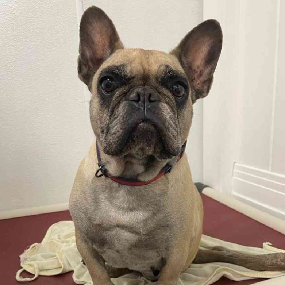 About French Bulldog (adoption) Breed