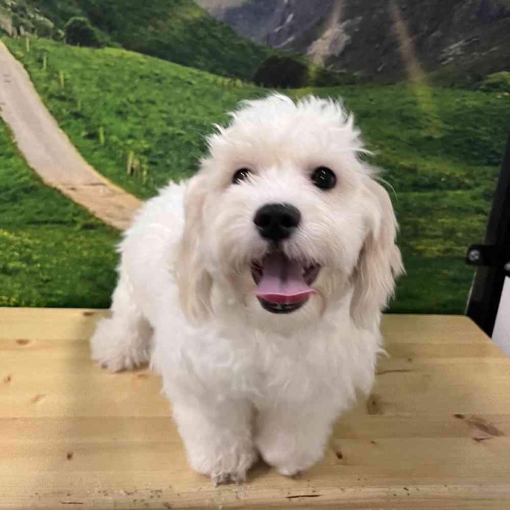 Teddy Bear For Sale | Summit Zoo