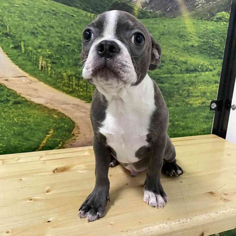 Available puppies