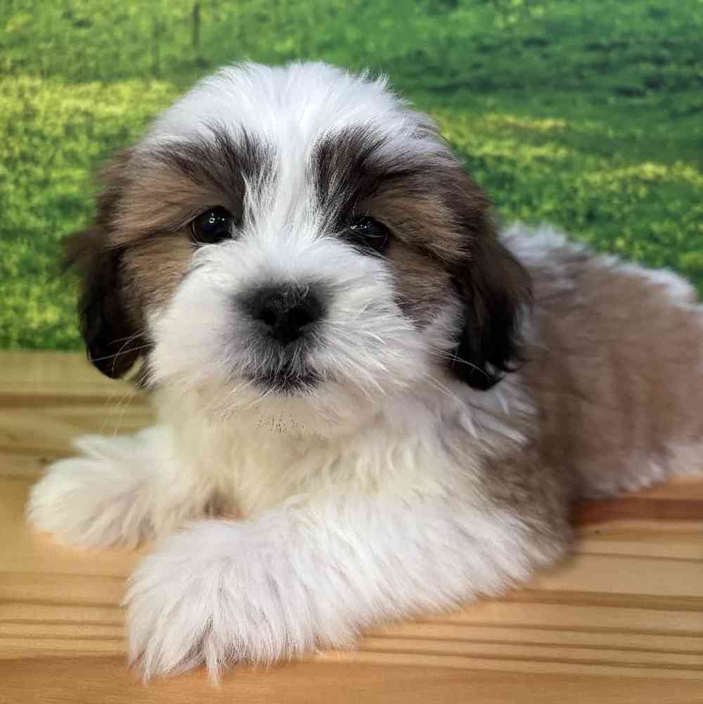 Available puppies