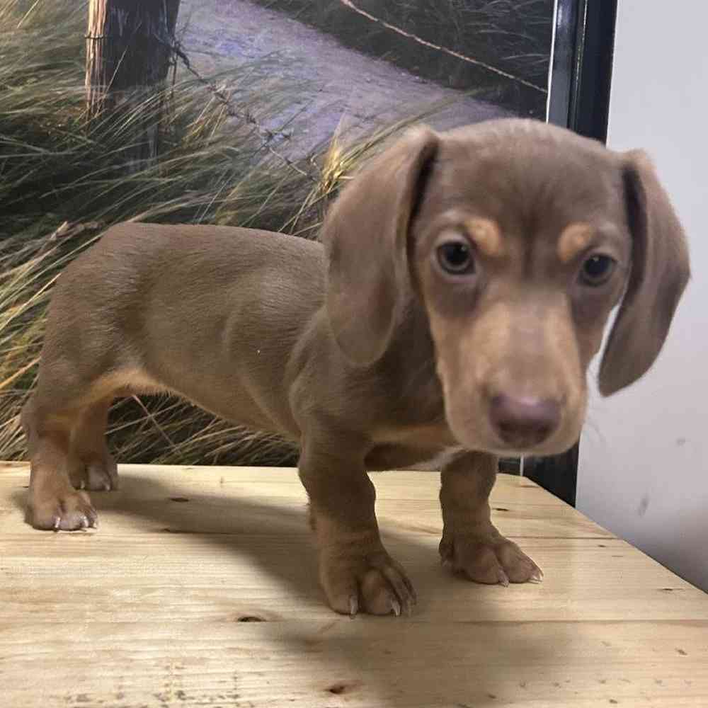 Available puppies