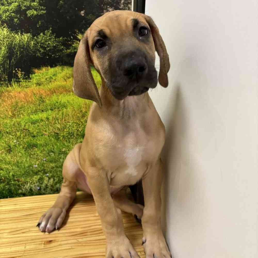 Available puppies