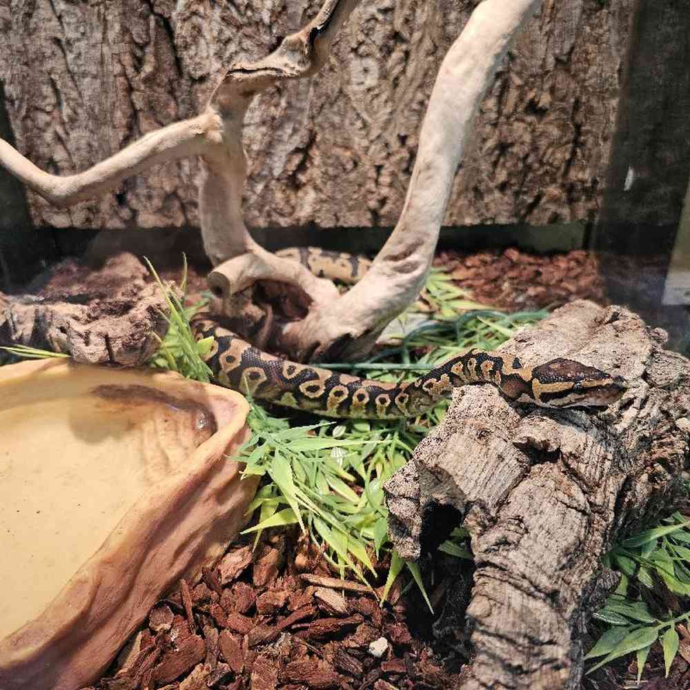 Available reptiles