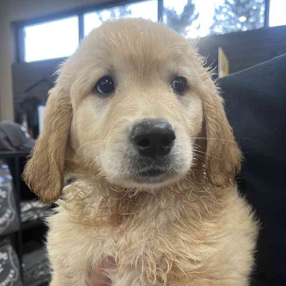 Golden Retriever For Sale | Summit Zoo