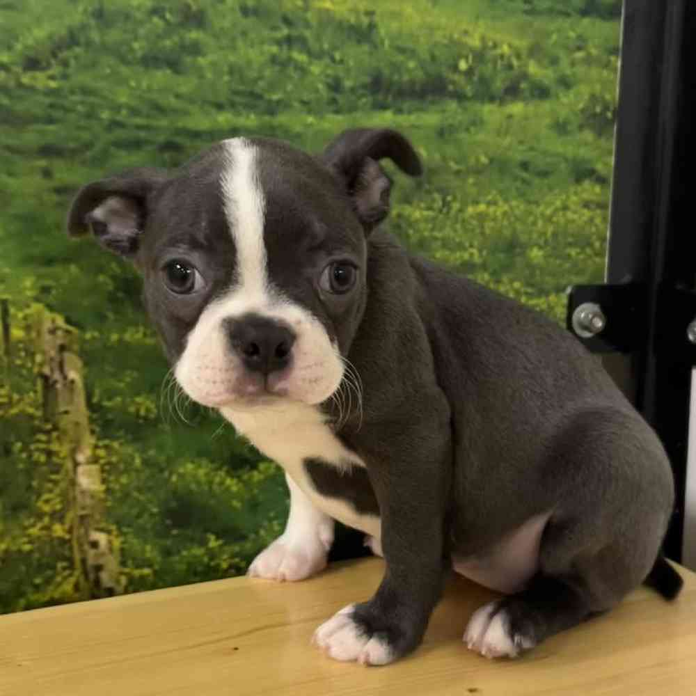Available puppies