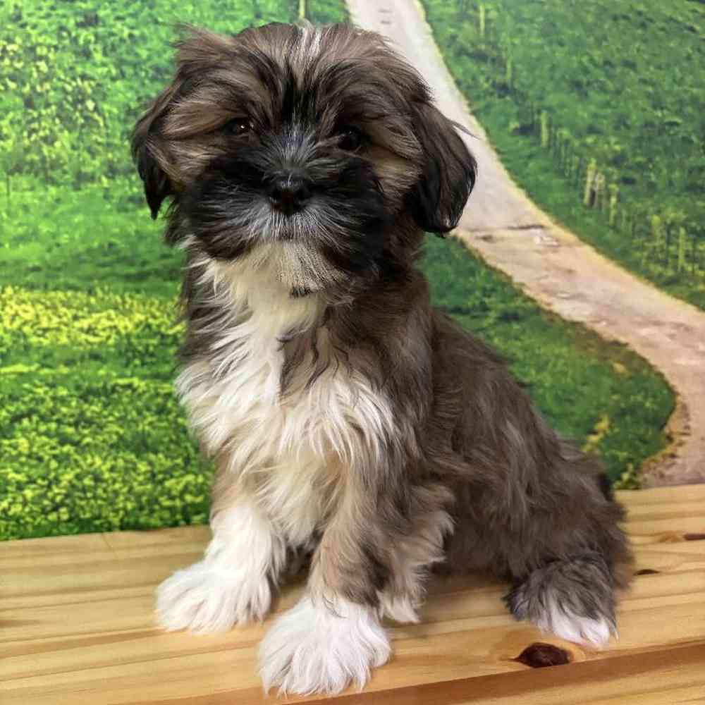 Available puppies