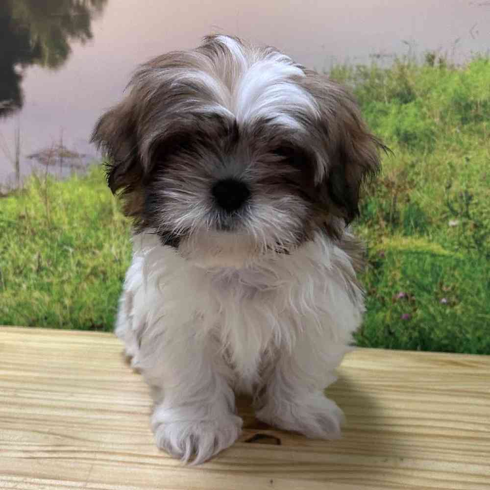 Shih Tzu For Sale | Summit Zoo