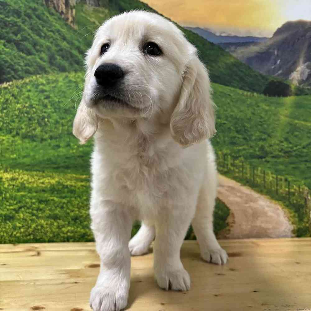 Golden Retriever For Sale | Summit Zoo