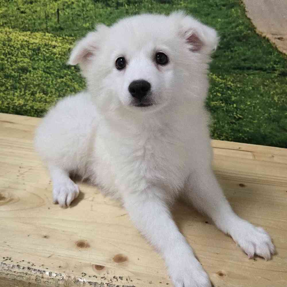 Available puppies