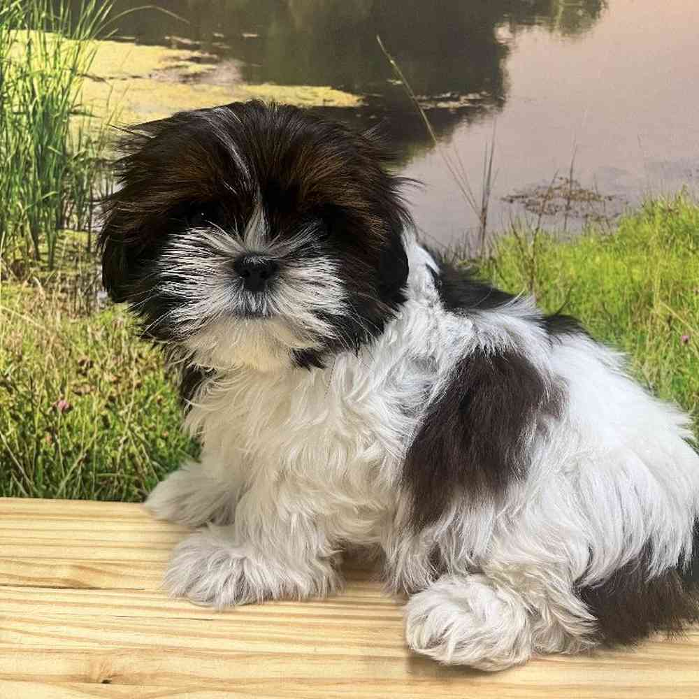 Shih Tzu For Sale | Summit Zoo