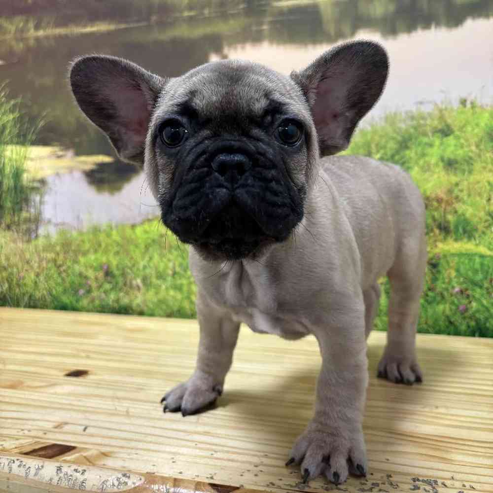 Available puppies