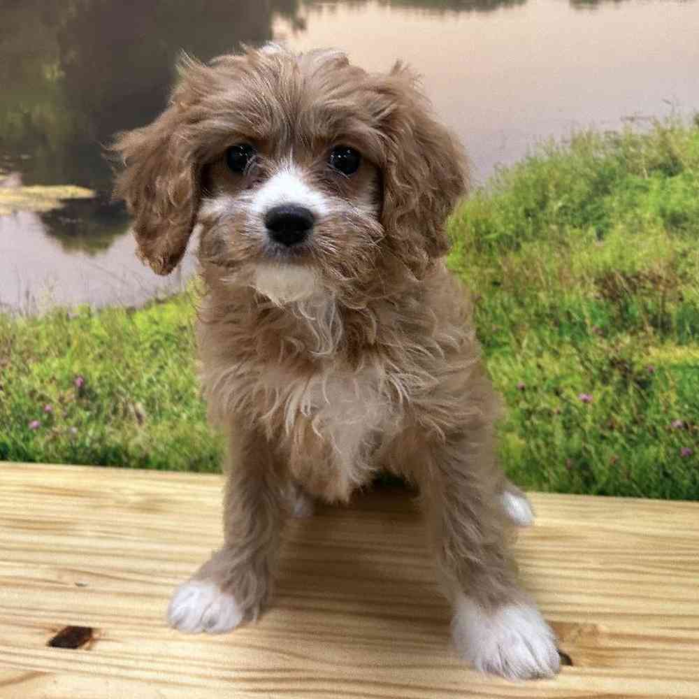 Available puppies