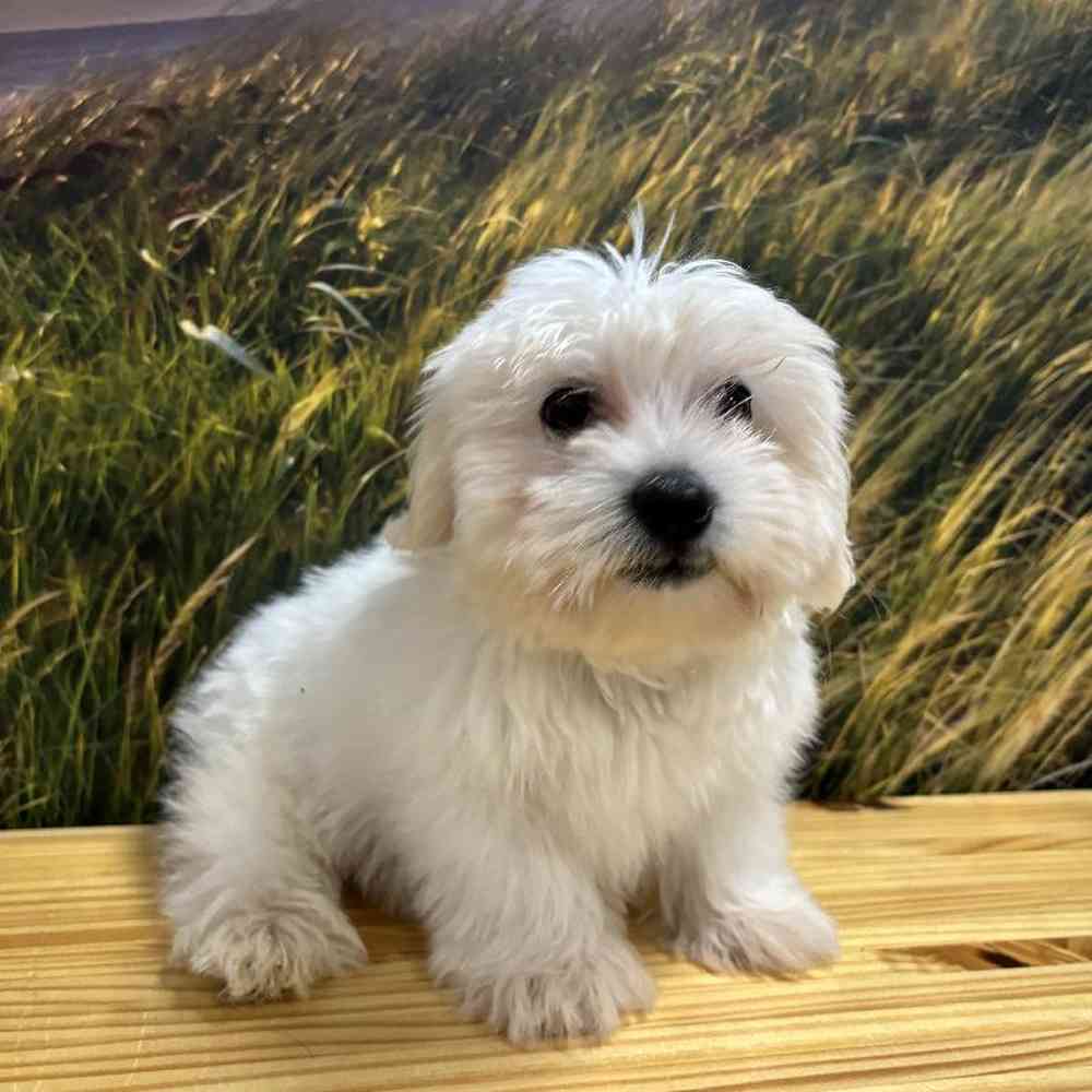 Available puppies