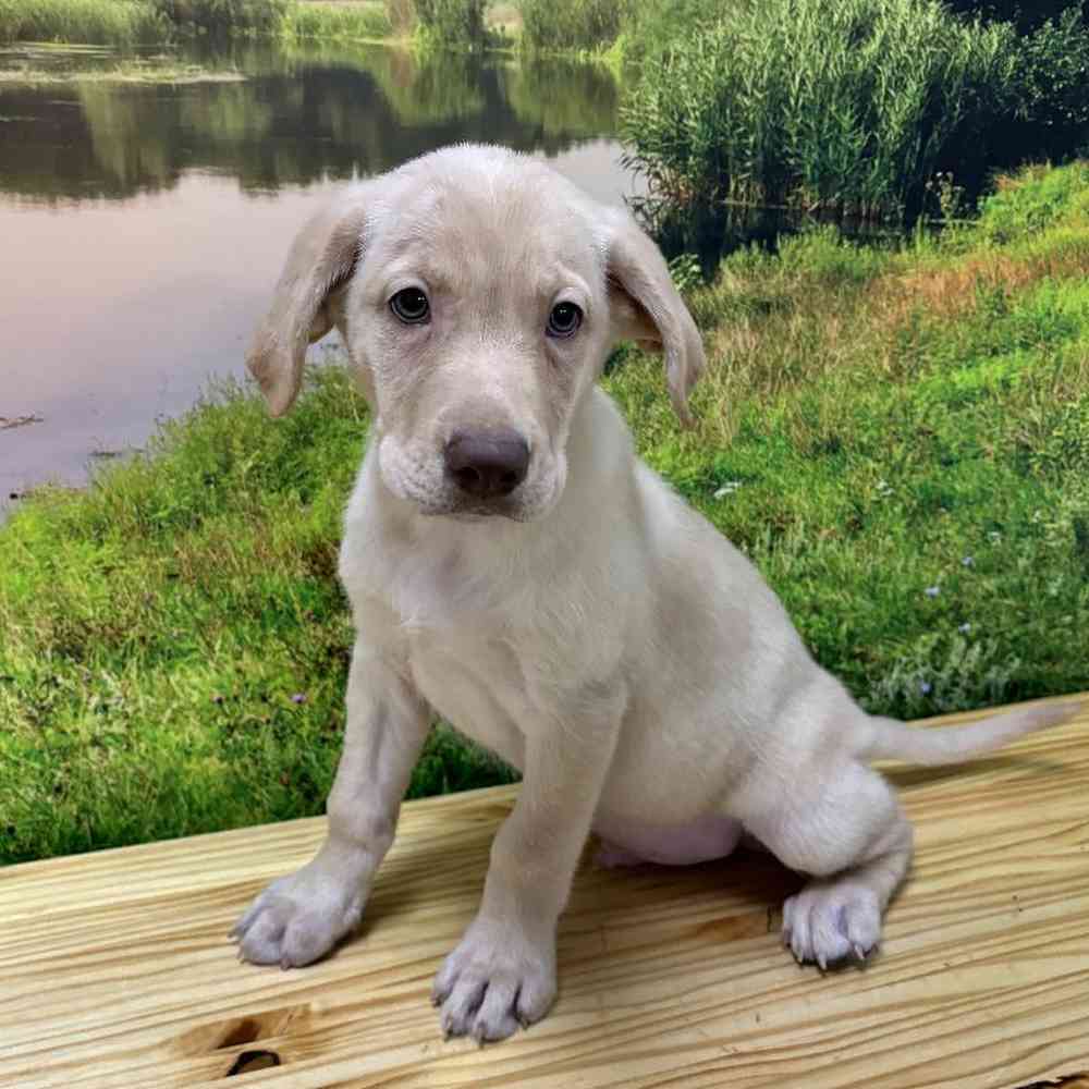 Labrador Retriever For Sale | Summit Zoo