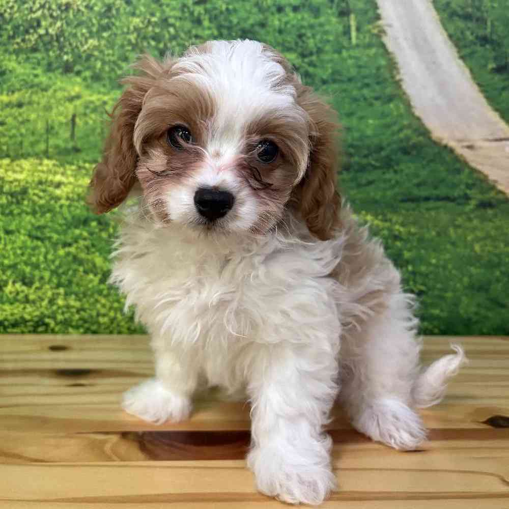Available puppies