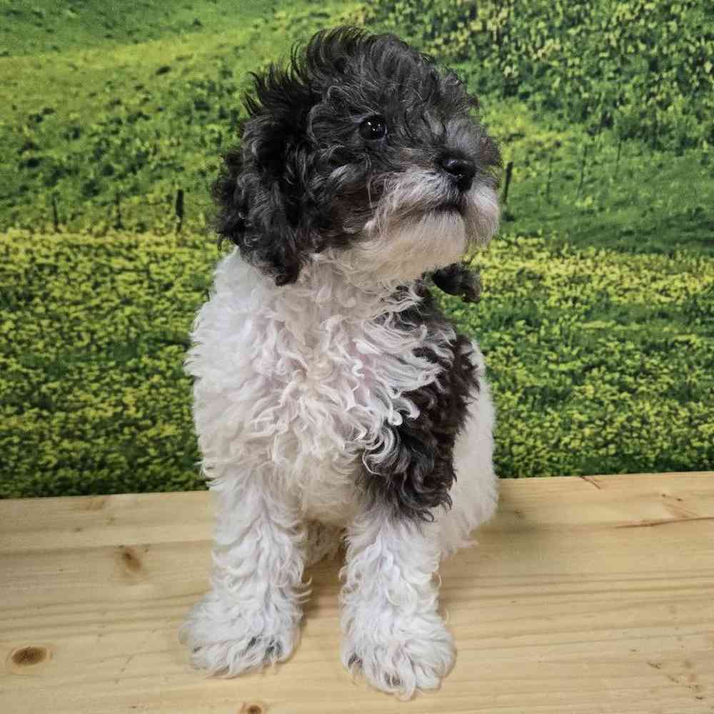 Available puppies