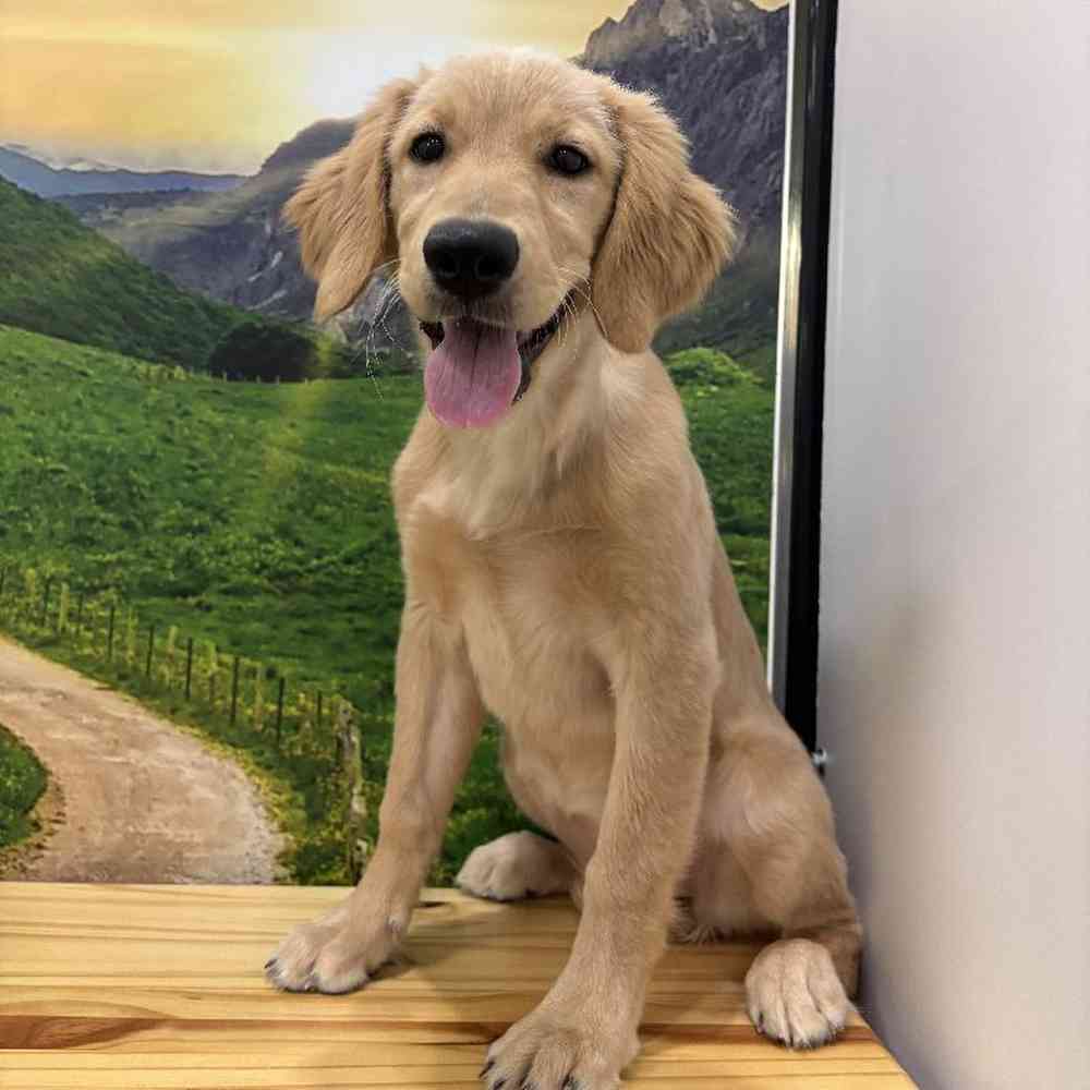 Golden Retriever For Sale | Summit Zoo