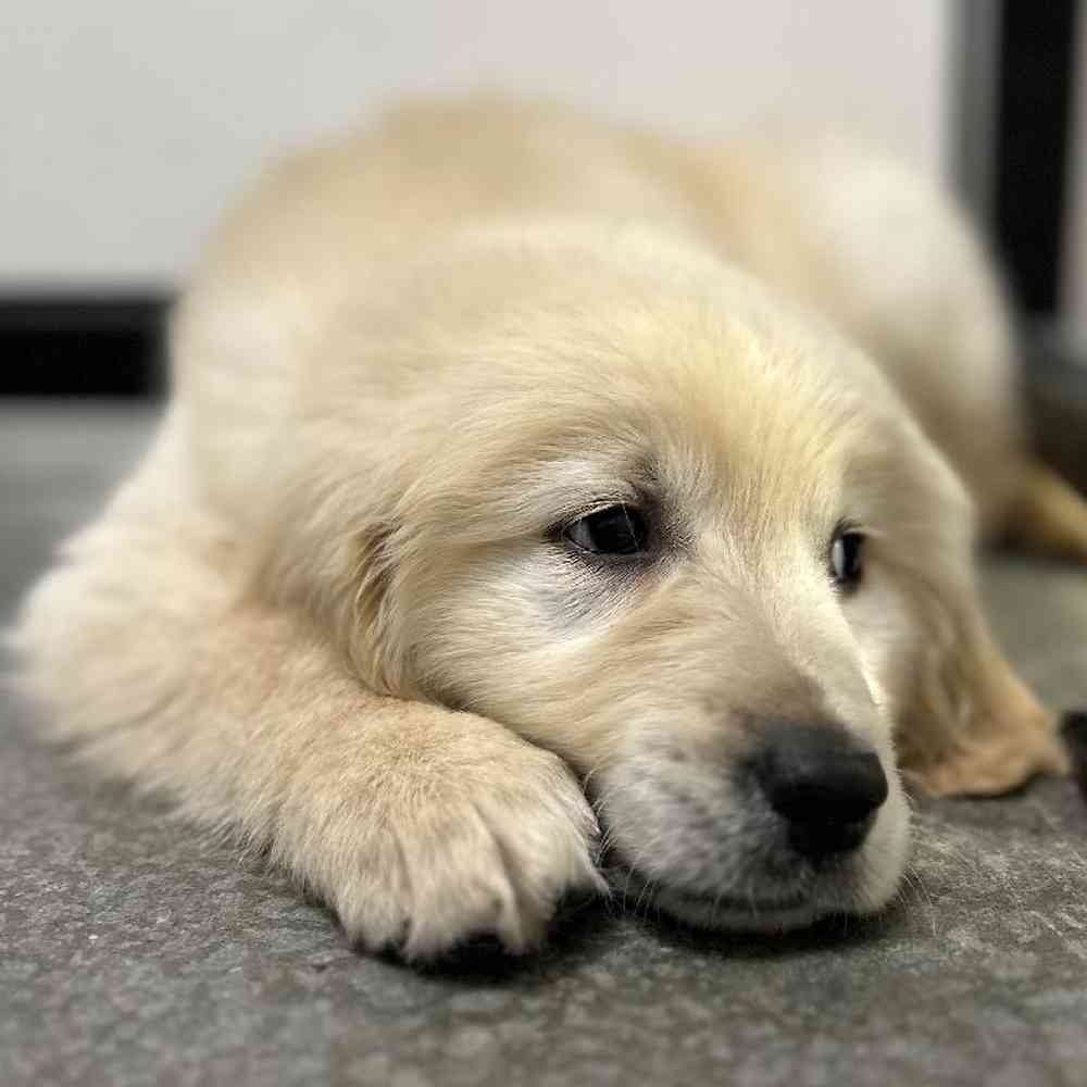 Golden Retriever For Sale | Summit Zoo