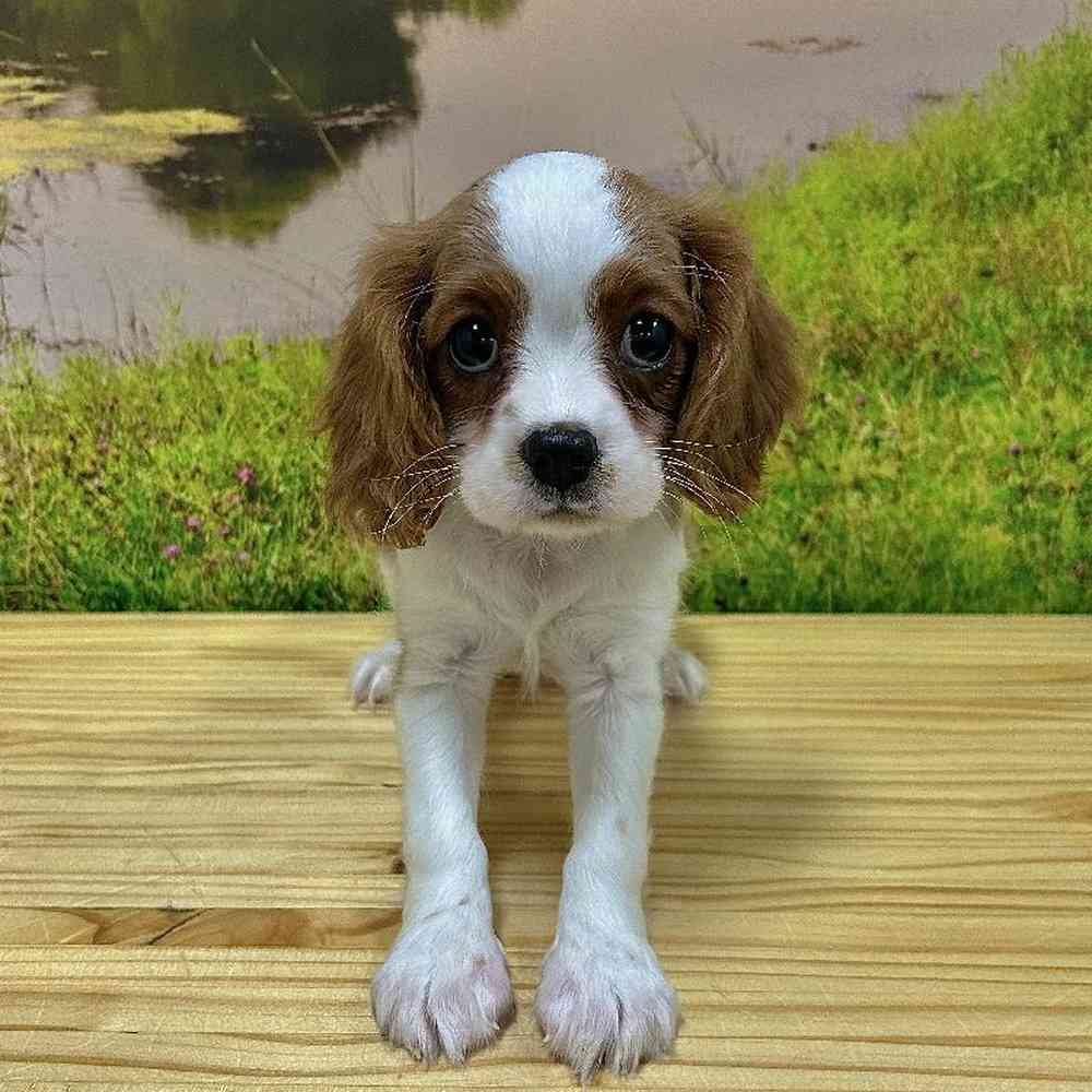 Available puppies
