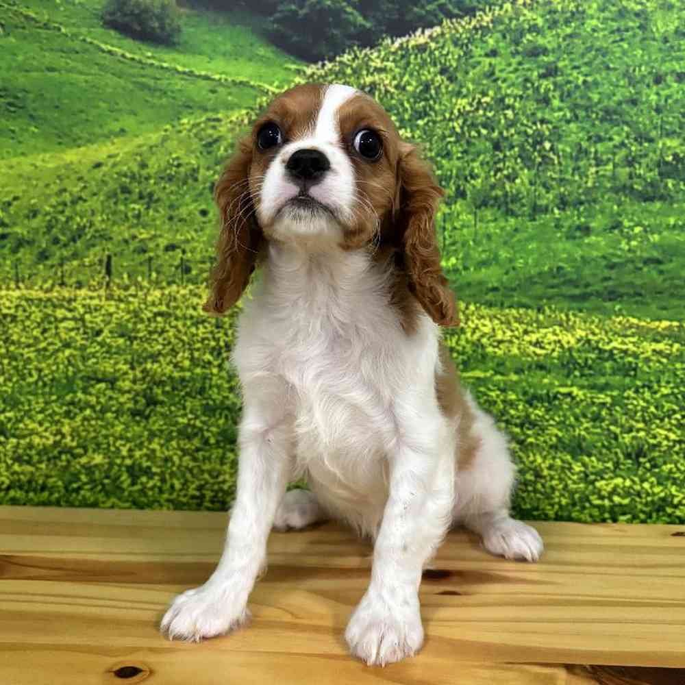 Available puppies