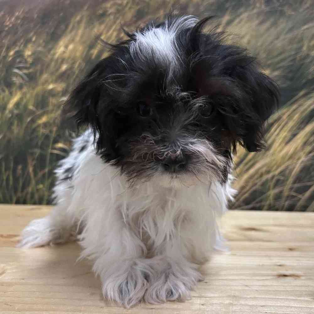 Available puppies