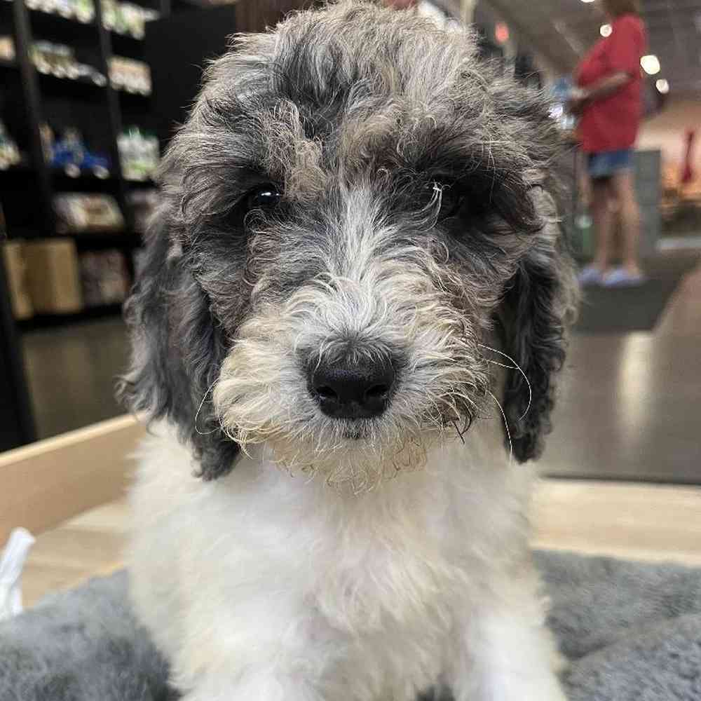 Goldendoodle For Sale | Summit Zoo