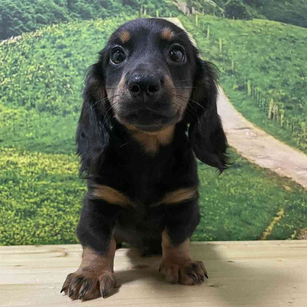 Available puppies