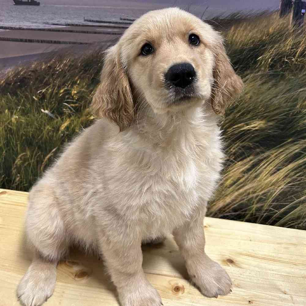 Golden Retriever For Sale | Summit Zoo