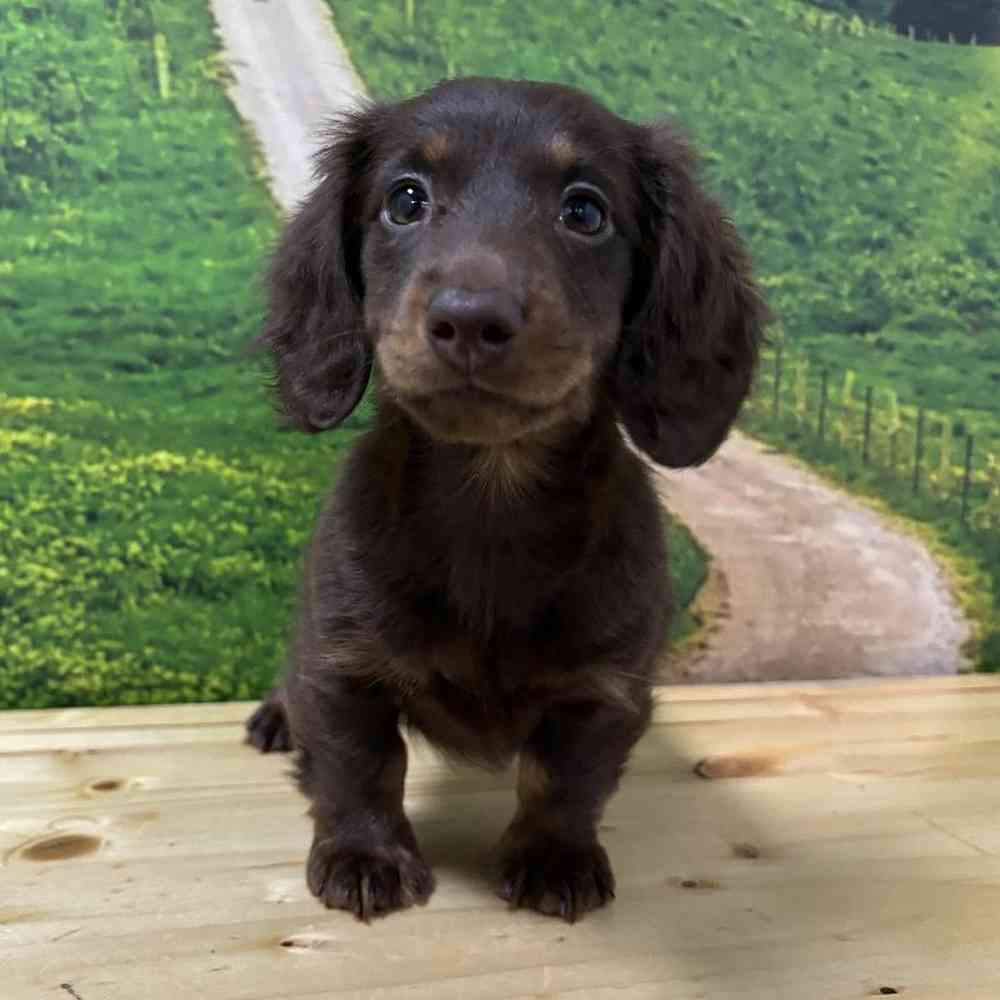 Dachshund For Sale | Summit Zoo