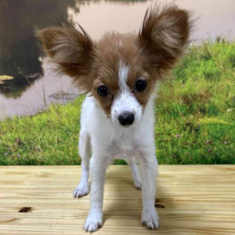 Papillon For Sale | Summit Zoo