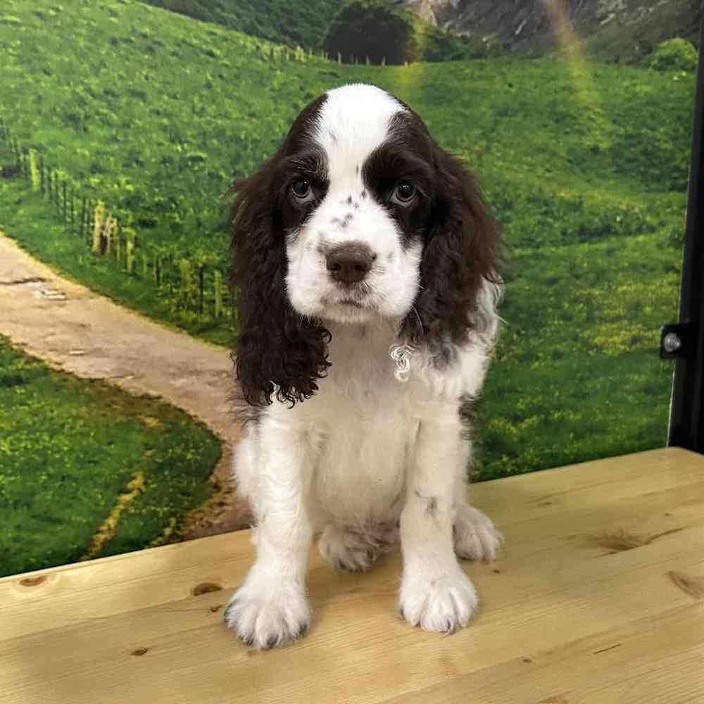 Available puppies