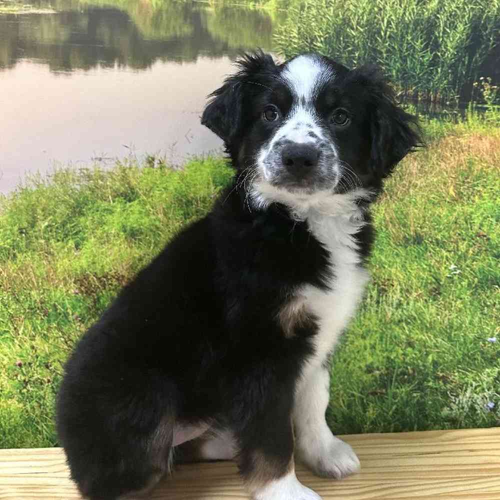 Mini Austrailian Shepard For Sale | Summit Zoo