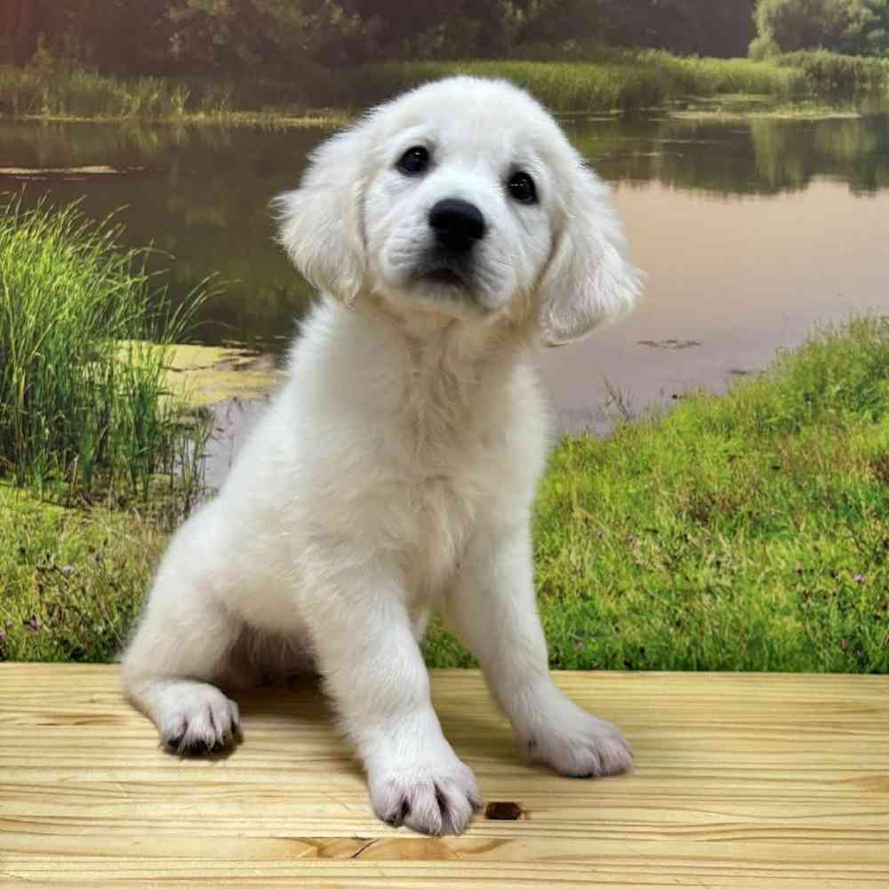 Golden Retriever For Sale | Summit Zoo