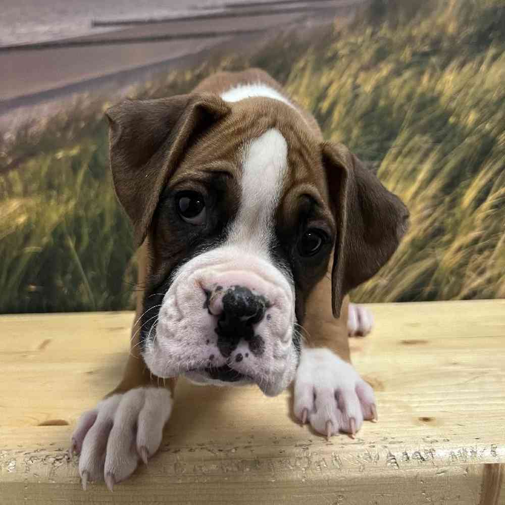 Available puppies