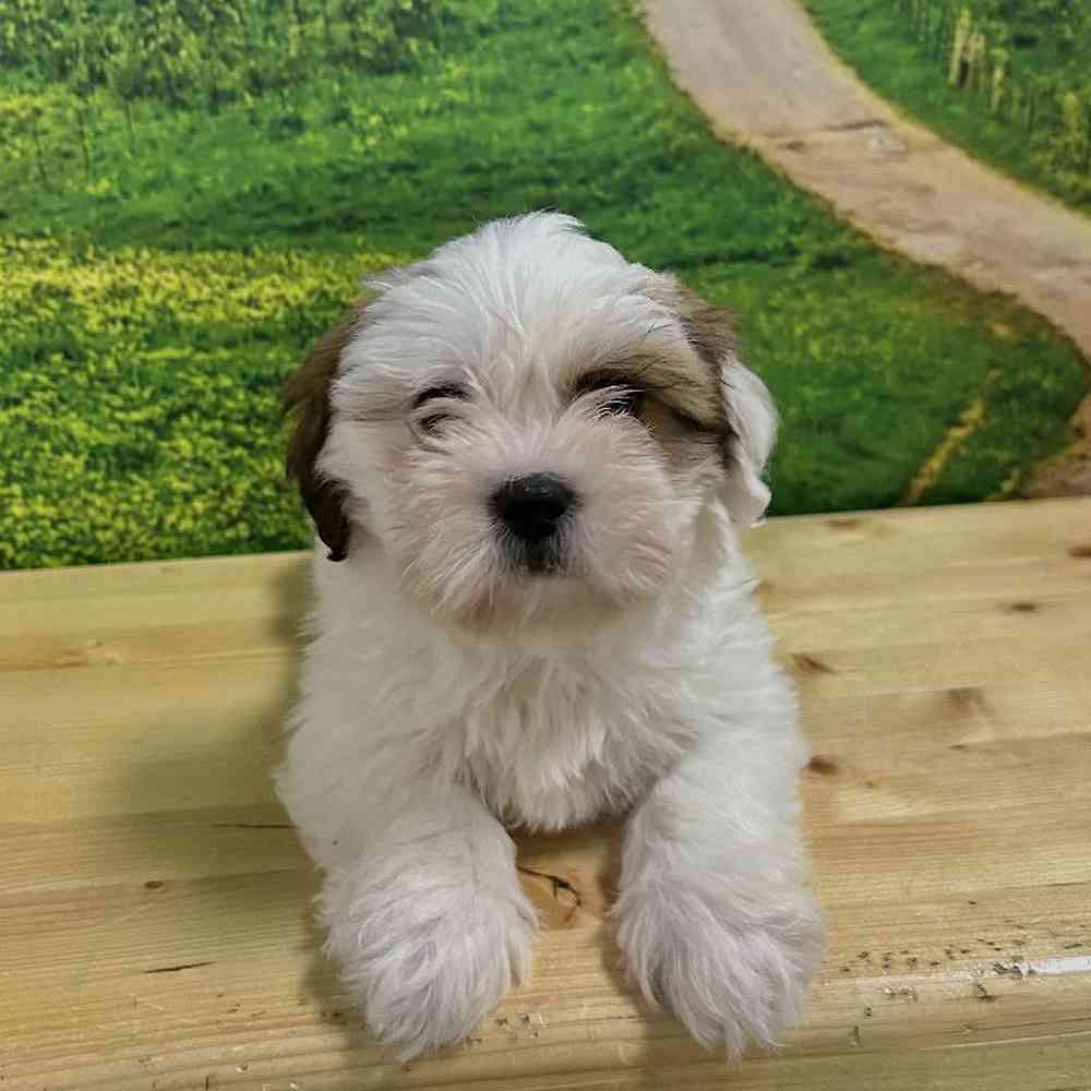 Available puppies