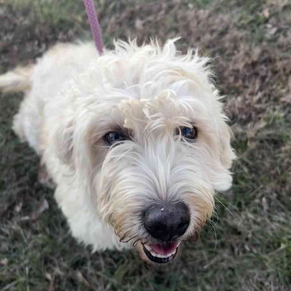 About Mini Goldendoodle (Adoption) Breed