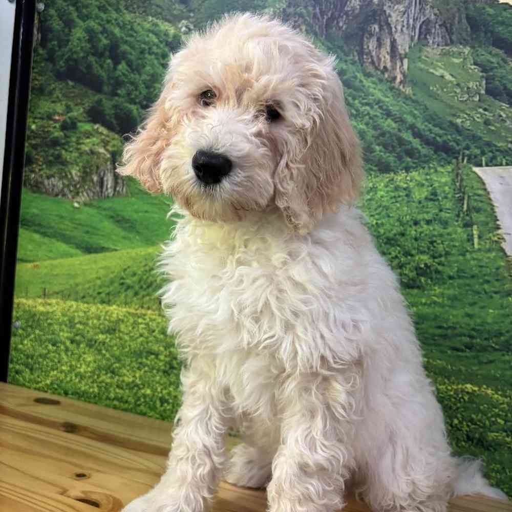 Standard Goldendoodle For Sale | Summit Zoo