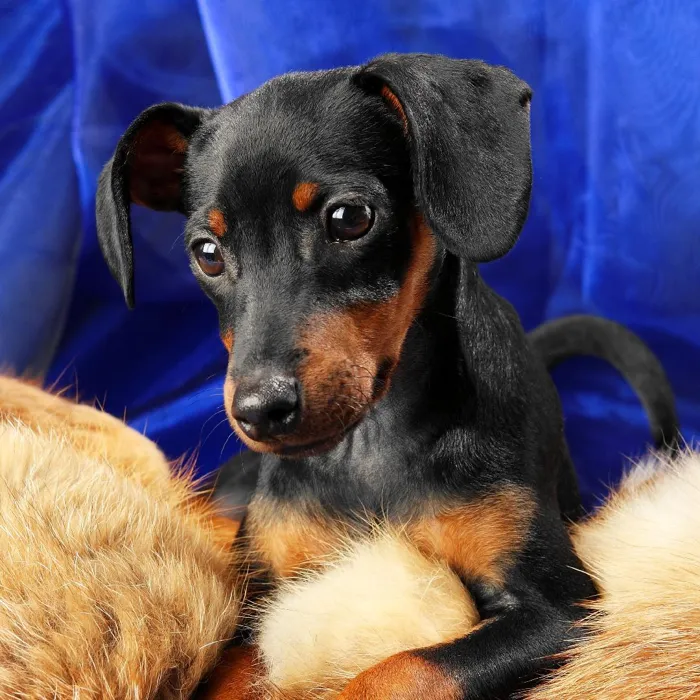 About Min Pin Breed
