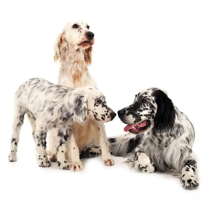 About English Setter Breed